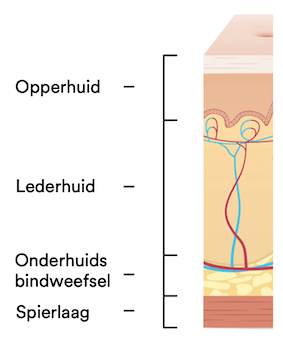 De huid (Nectar) oefenen | StudyGo