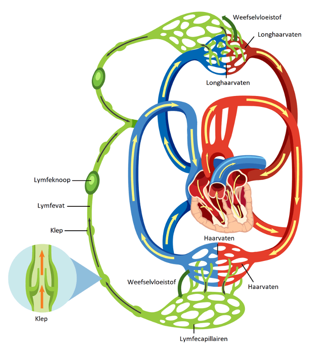 Weefselvloeistof en lymfe (Nectar) oefenen | StudyGo
