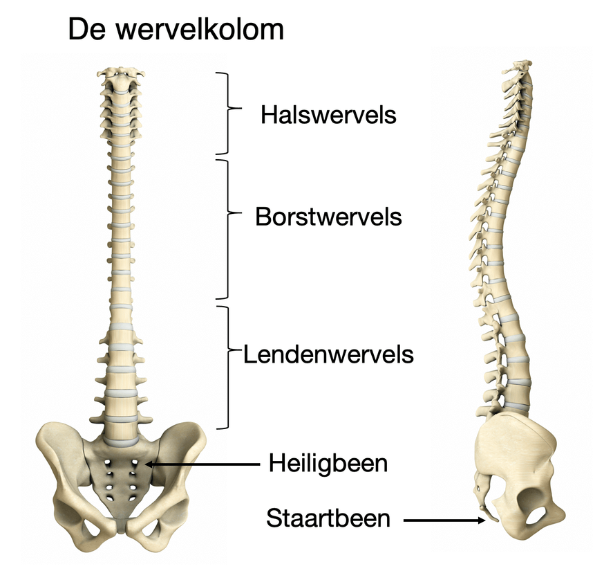 Het skelet (BvJ) oefenen | StudyGo