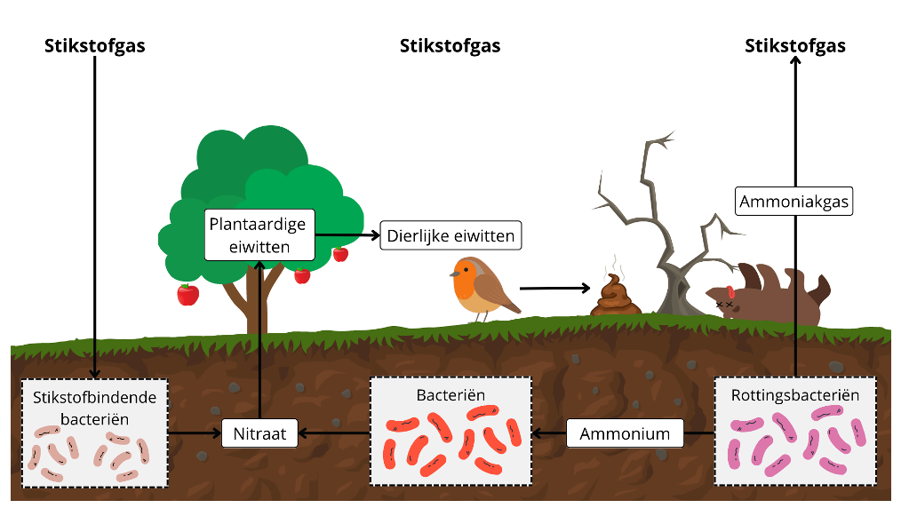 Koolstofkringloop en stikstofkringloop oefenen | StudyGo