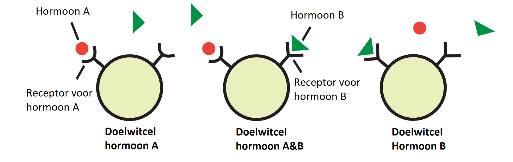 Hormoonstelsel, hypothalamus en hypofyse oefenen | StudyGo