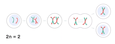 Samenvatting van Voortplanting en seksualiteit uit Biologie voor jou ...
