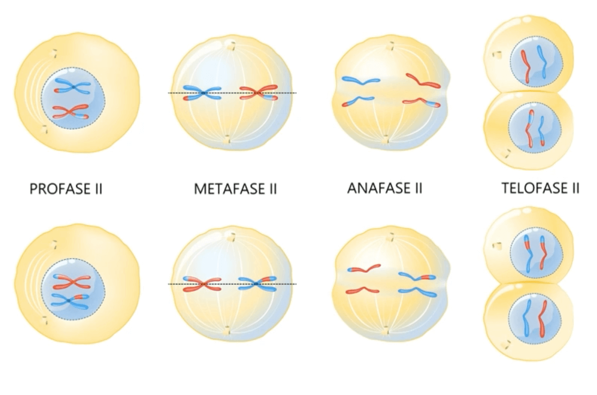 Samenvatting van Voortplanting en seksualiteit uit Biologie voor jou ...